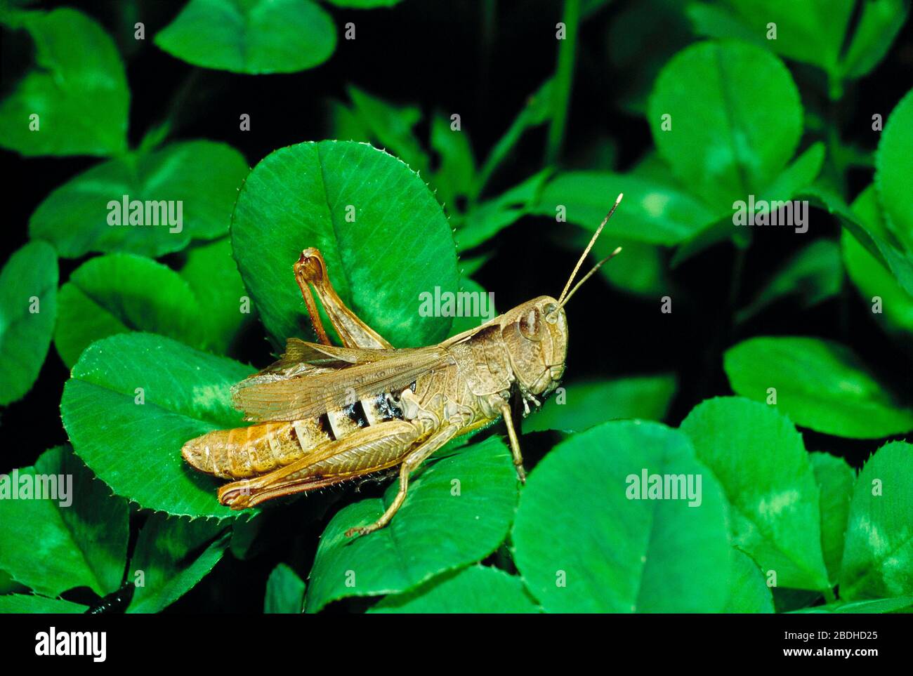 Pests channel hi-res stock photography and images - Alamy