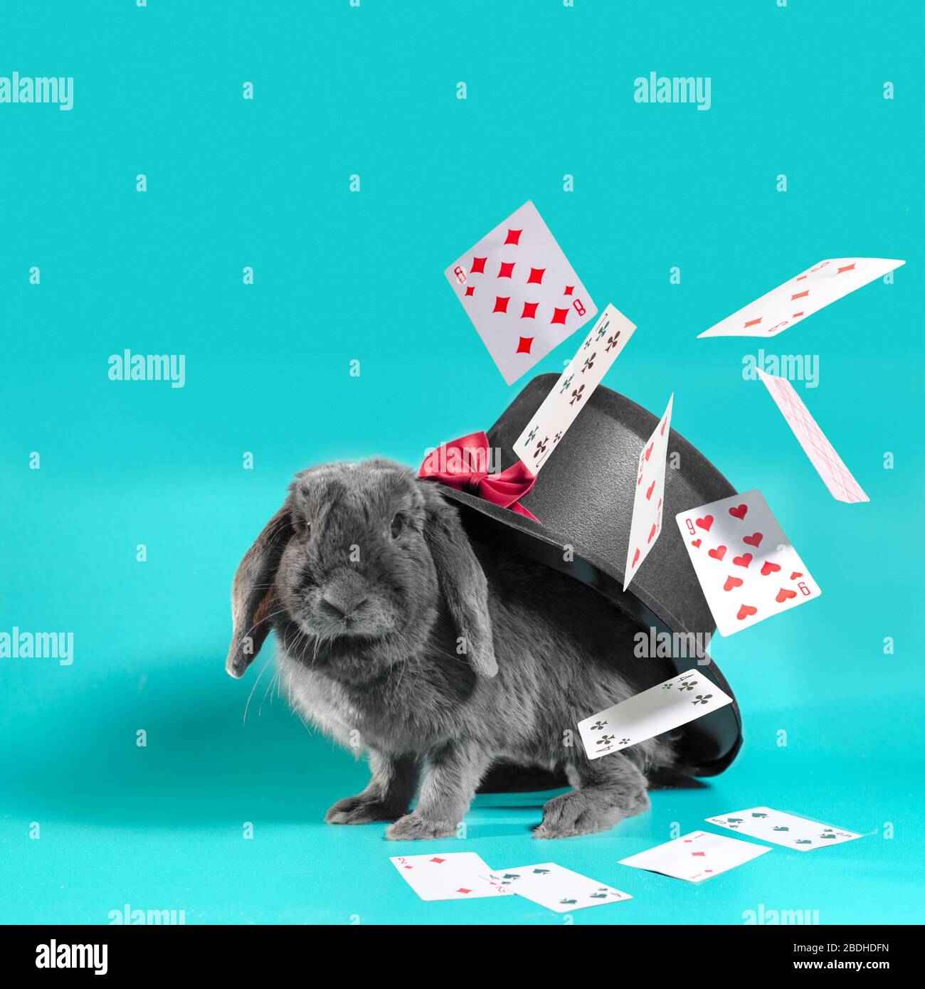 gray dwarf rabbit under a hat with a cylinder and flying cards on a ...