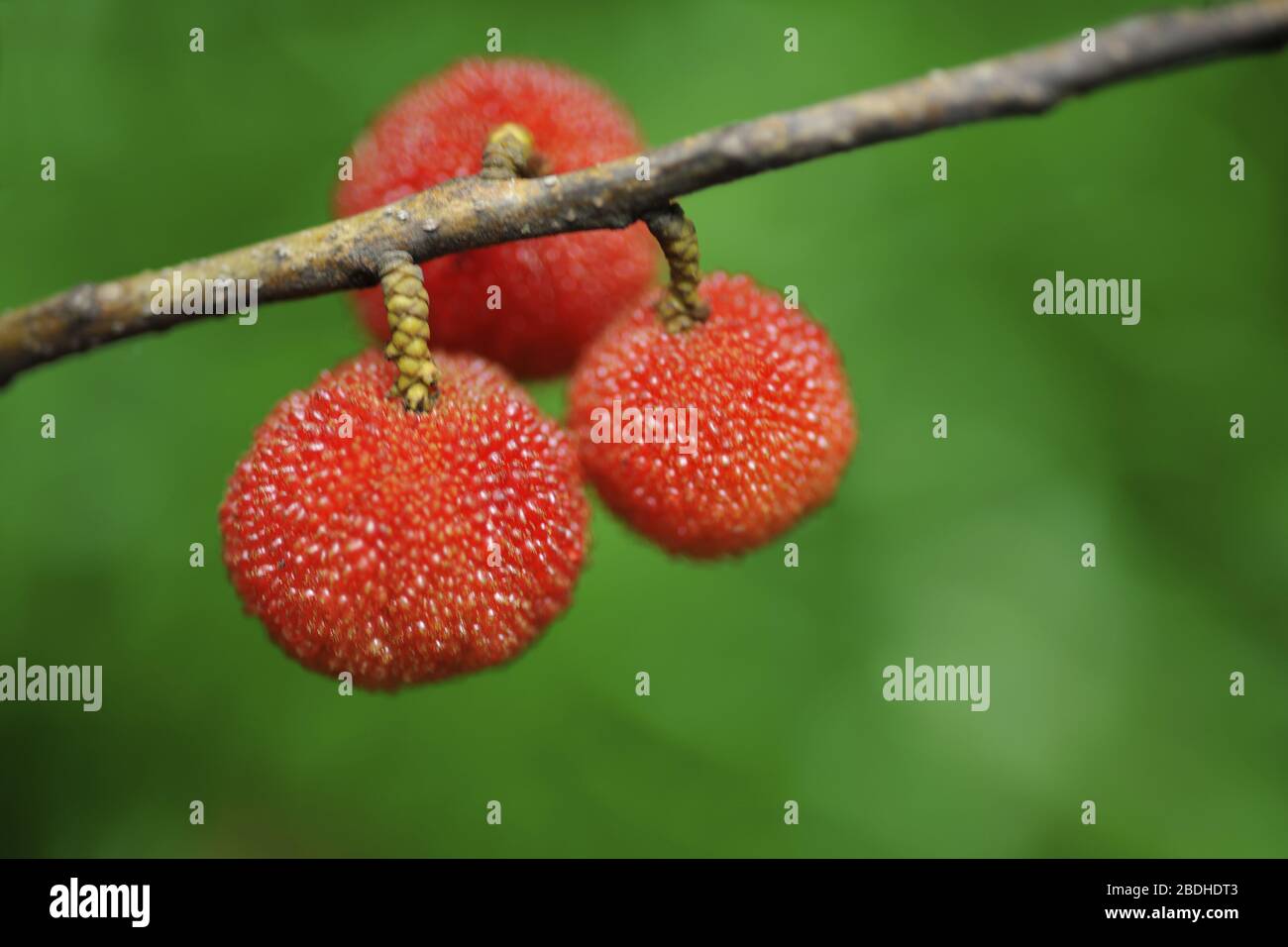 Chinese Bayberry Taiwan Stock Photo - Alamy