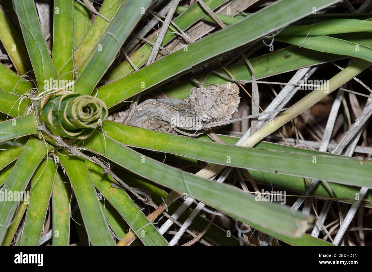 Yucca Giant-Skipper, Megathymus yuccae, larval tent next to Arkansas ...