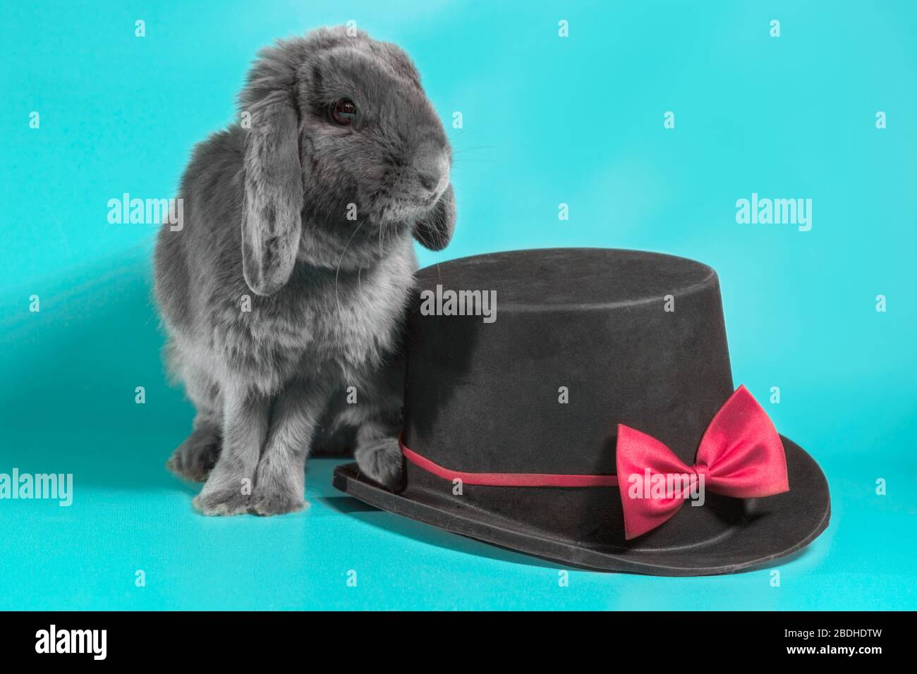 gray lop-eared dwarf rabbit next to a black cylinder hat on a turquoise ...
