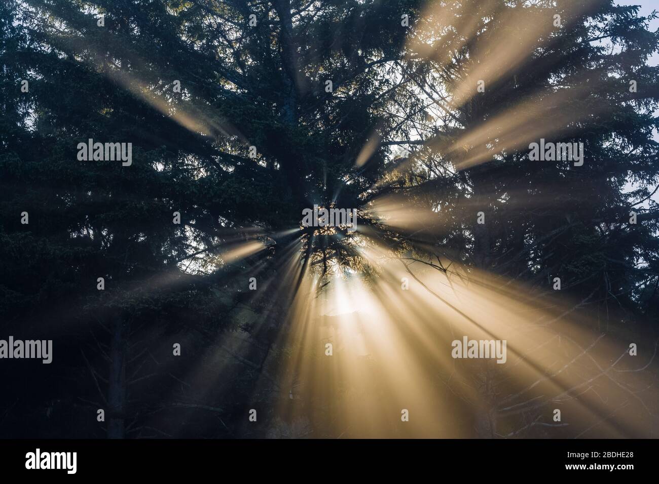 Sunbeams created by rising sun shining through beach fog in Sitka ...