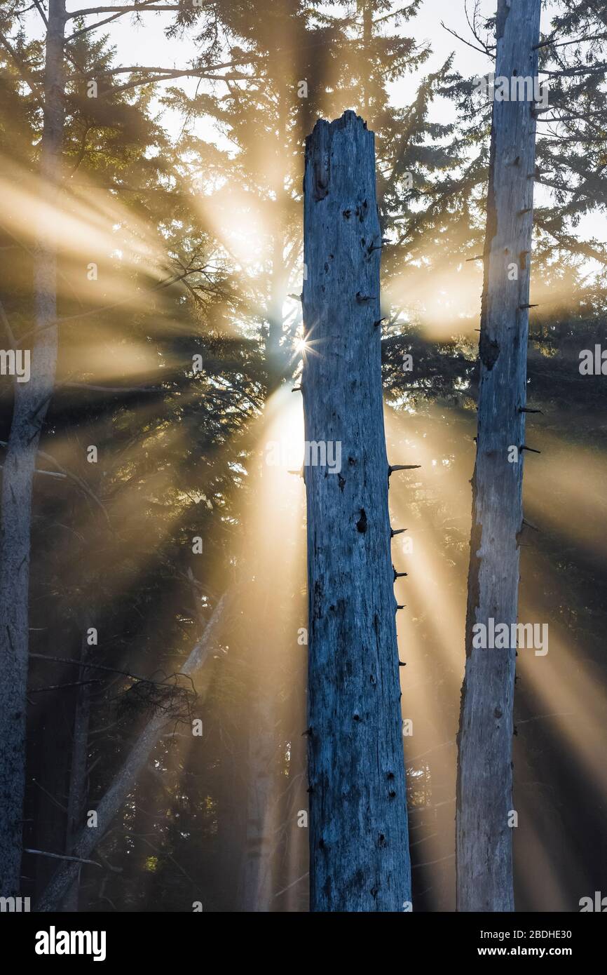 Sunbeams created by rising sun shining through beach fog in Sitka ...