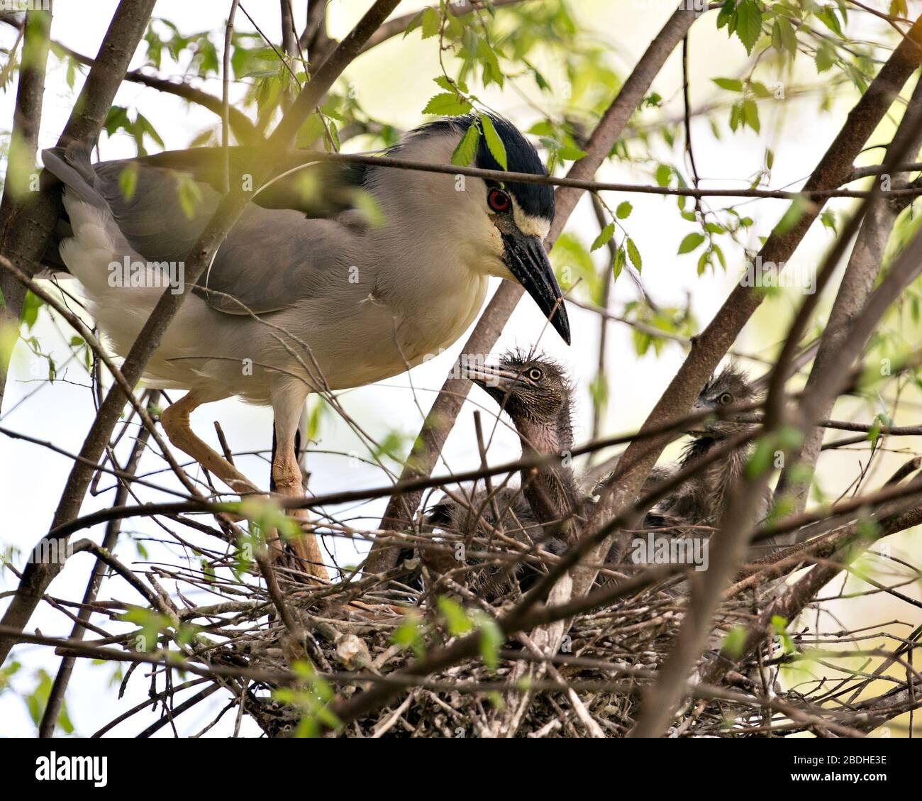 Black-crowned Night Heron bird adult with babies on the nest ...