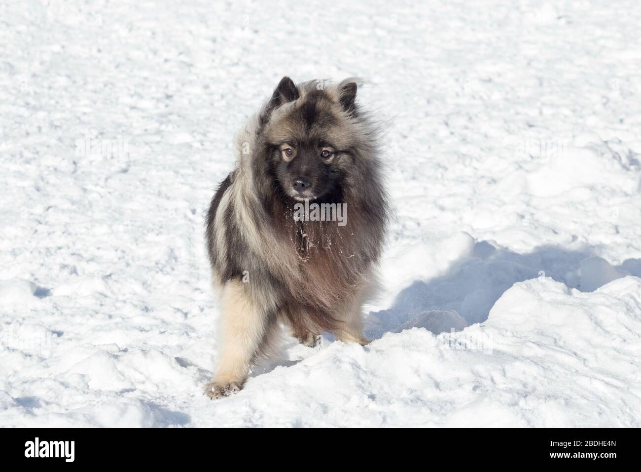 Wolfspitz hi-res stock photography and images - Alamy