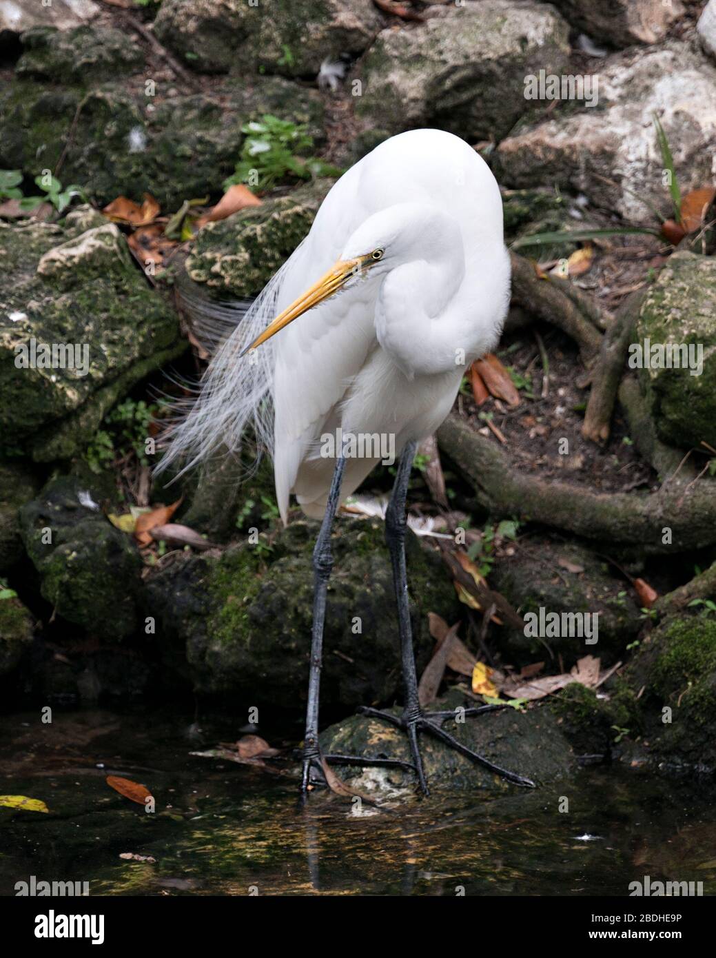 Great White Egret bird close-up profile view in the water with moss ...
