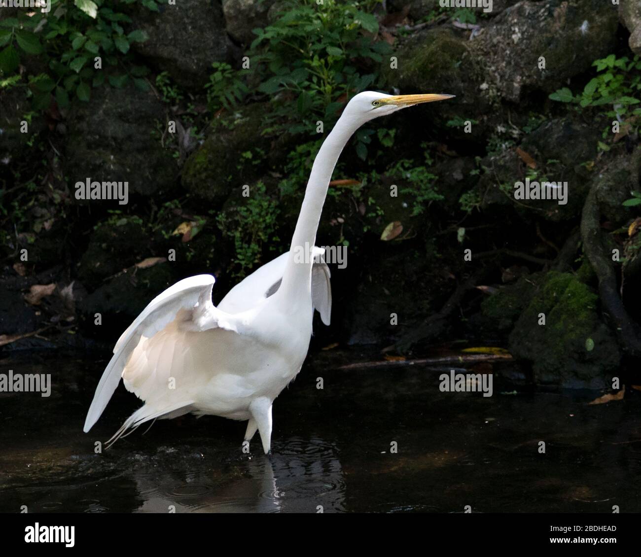 Great White Egret bird close-up profile view in the water with spread ...