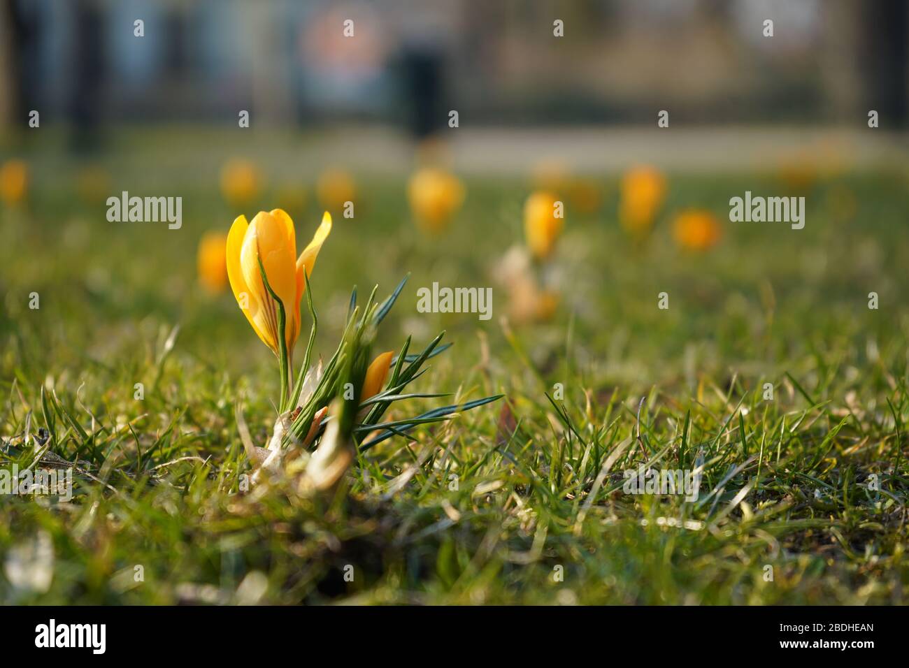 Beautiful spring flowers grass hi-res stock photography and images - Alamy