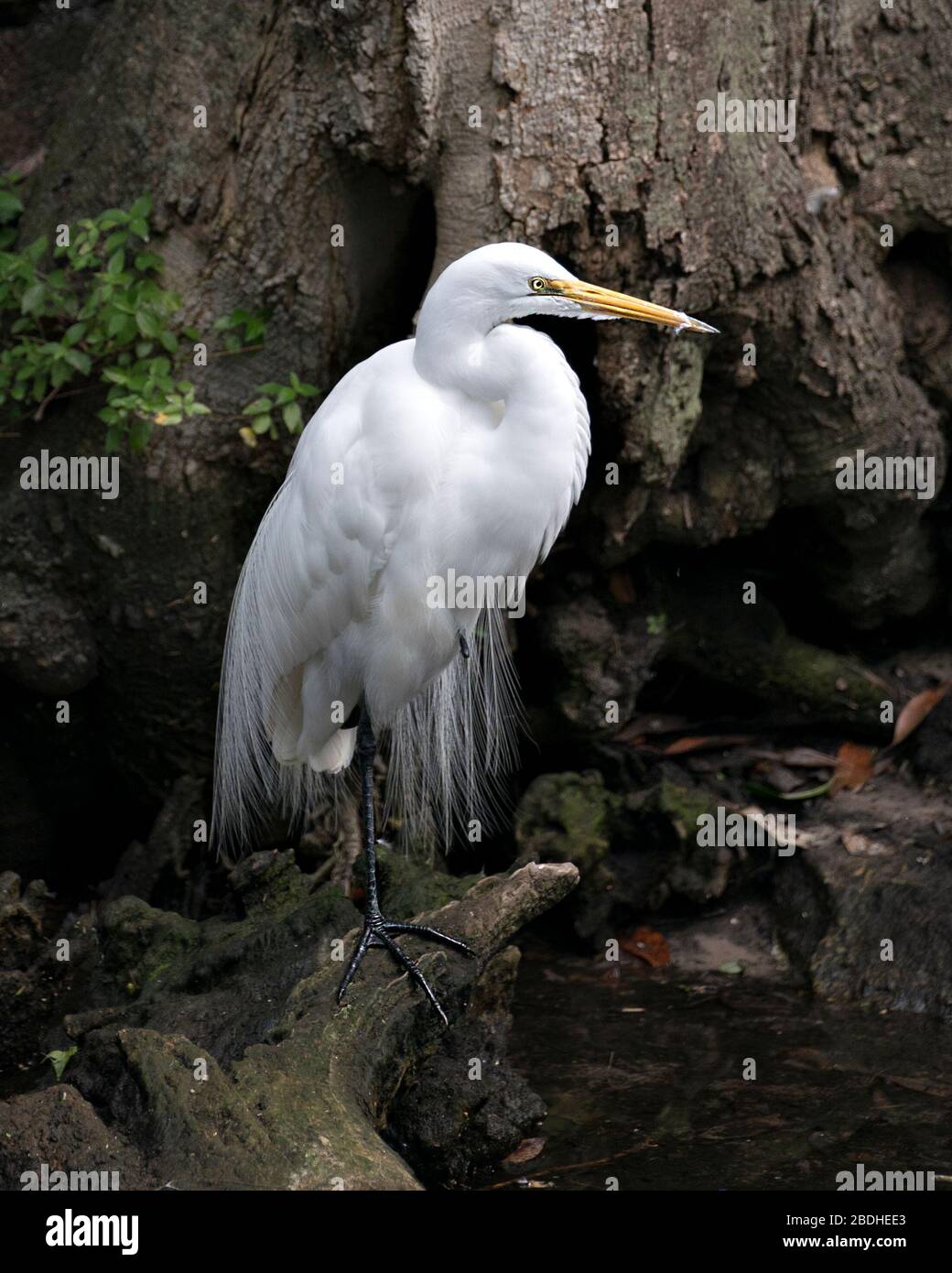 Great White Egret bird close-up profile view with a big tree background ...