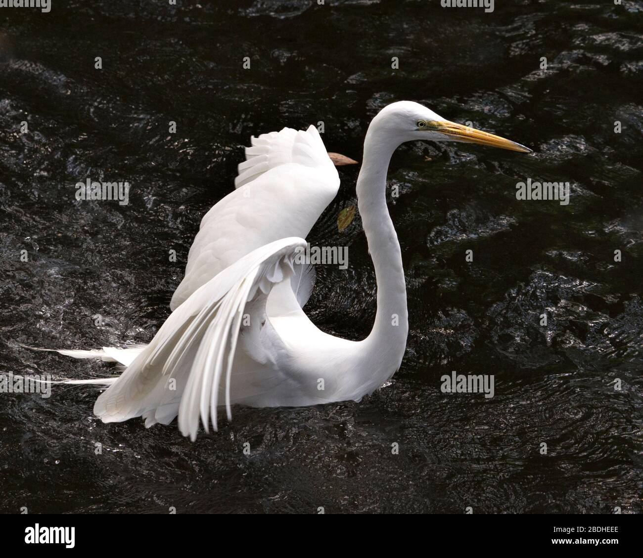 Great White Egret bird close-up profile view in the water with spread ...