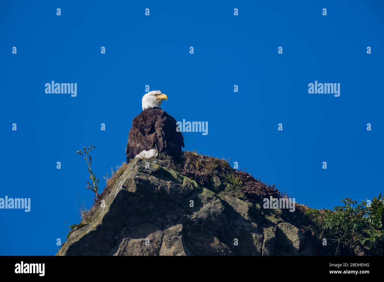 Bald Eagle, Haliaeetus leucocephalus, perched atop a sea stack on ...