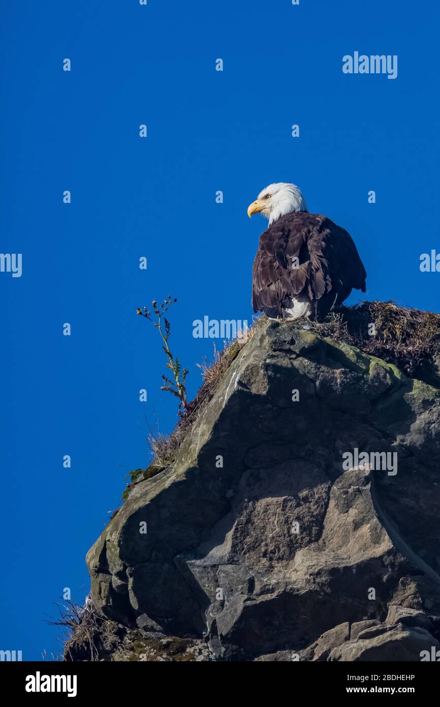 Bald Eagle, Haliaeetus leucocephalus, perched atop a sea stack on ...