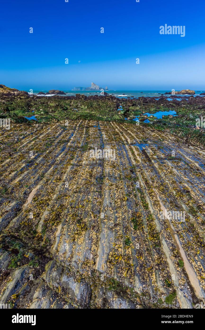 Parallel lines of rock revealed at low tide on Rialto Beach in Olympic ...