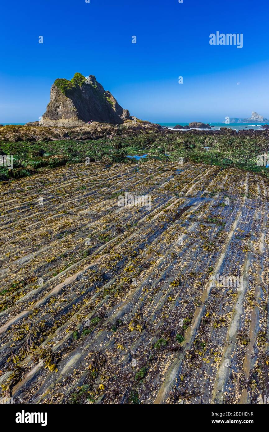 Parallel lines of rock revealed at low tide on Rialto Beach in Olympic ...