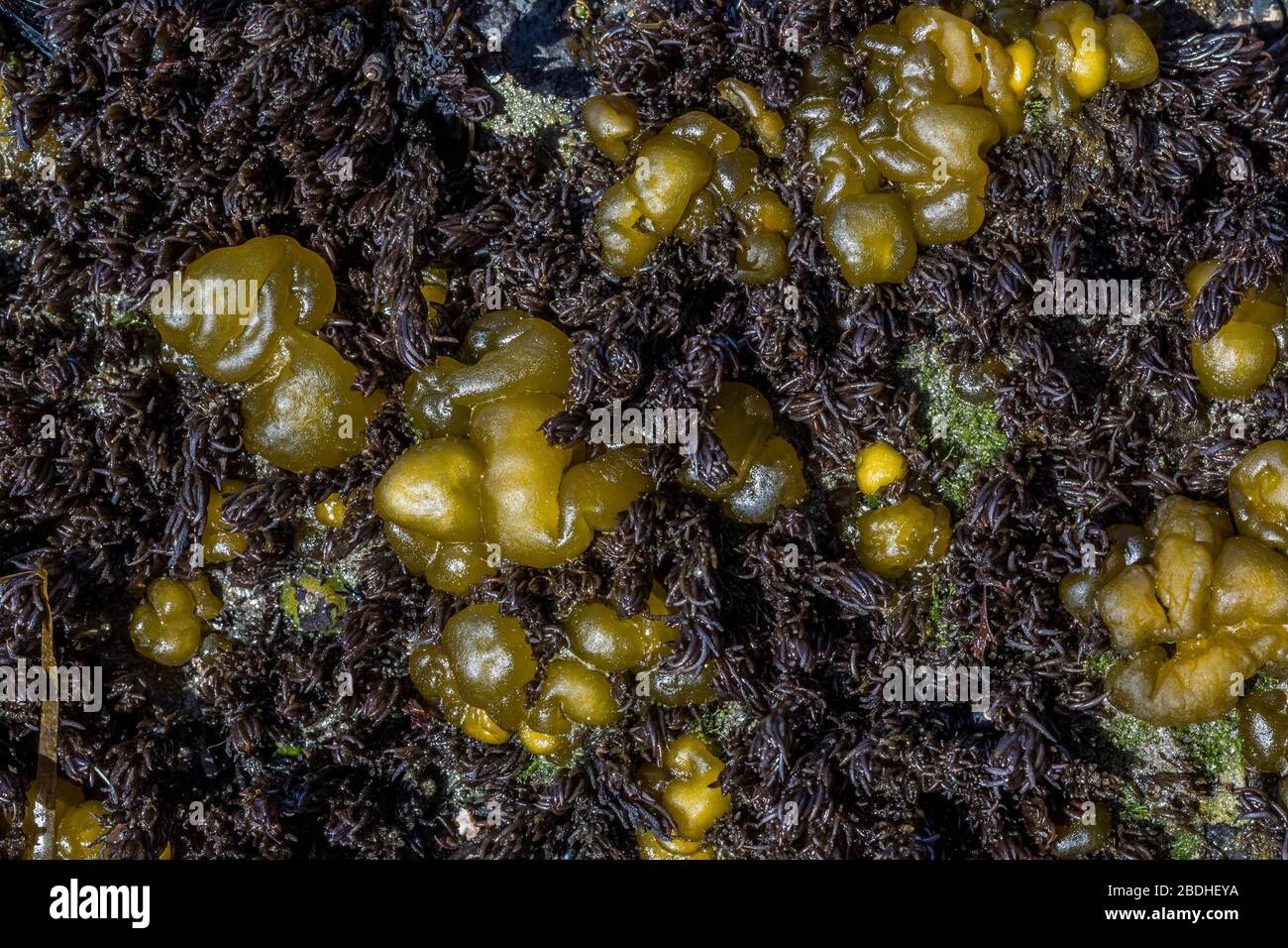 Sea Cauliflower, Leathesia difformis, growing among another seaweed ...