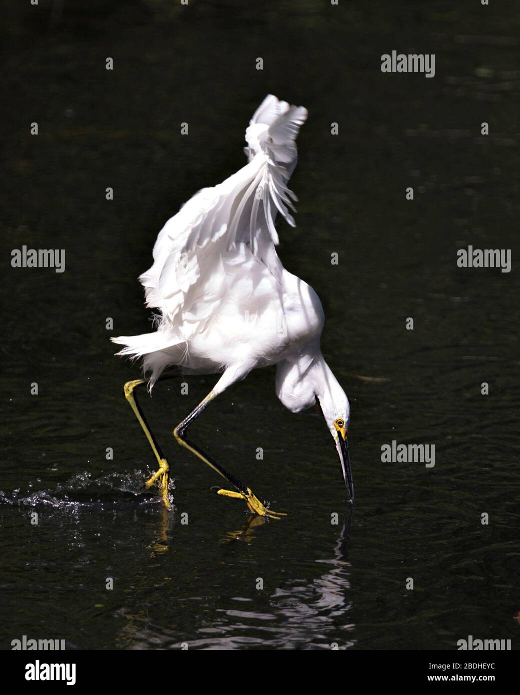 Minnows Head High Resolution Stock Photography and Images - Alamy