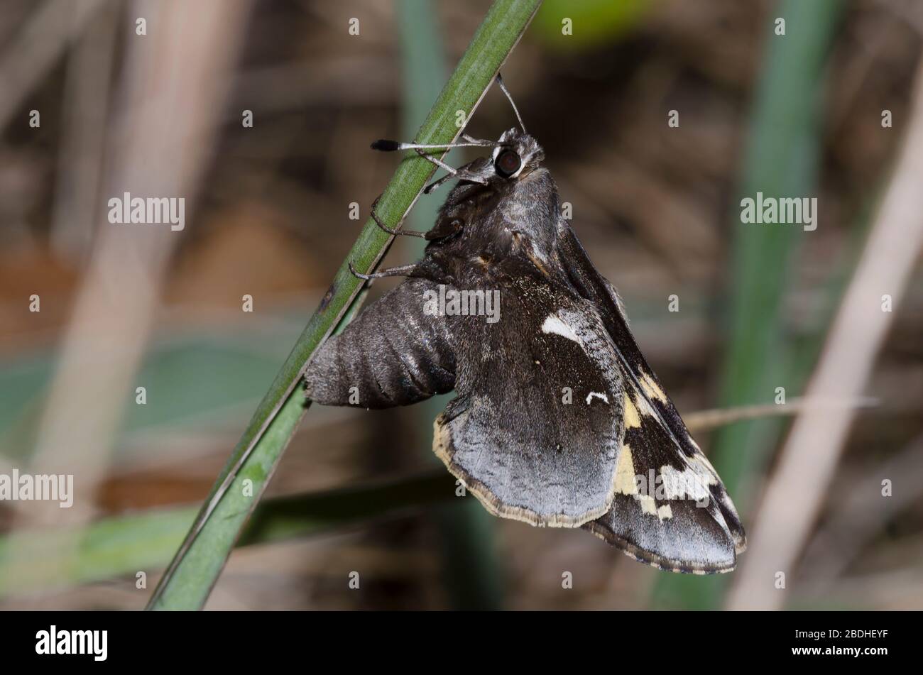 Yucca Giant-Skipper, Megathymus yuccae, female ovipositing on Arkansas ...