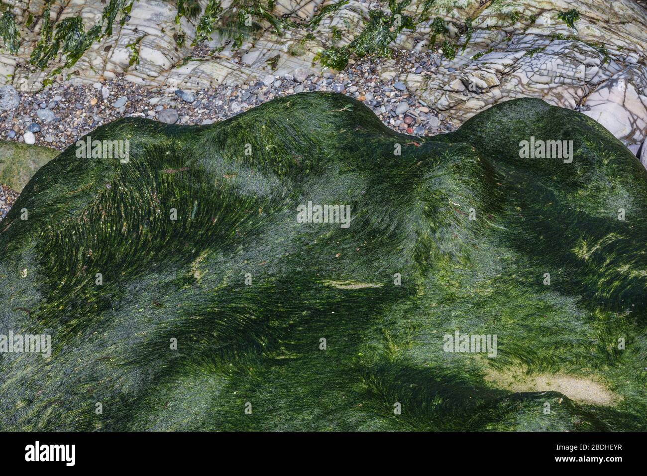 Grass Kelp, Ulva intestinalis, a green algae high in the intertidal ...