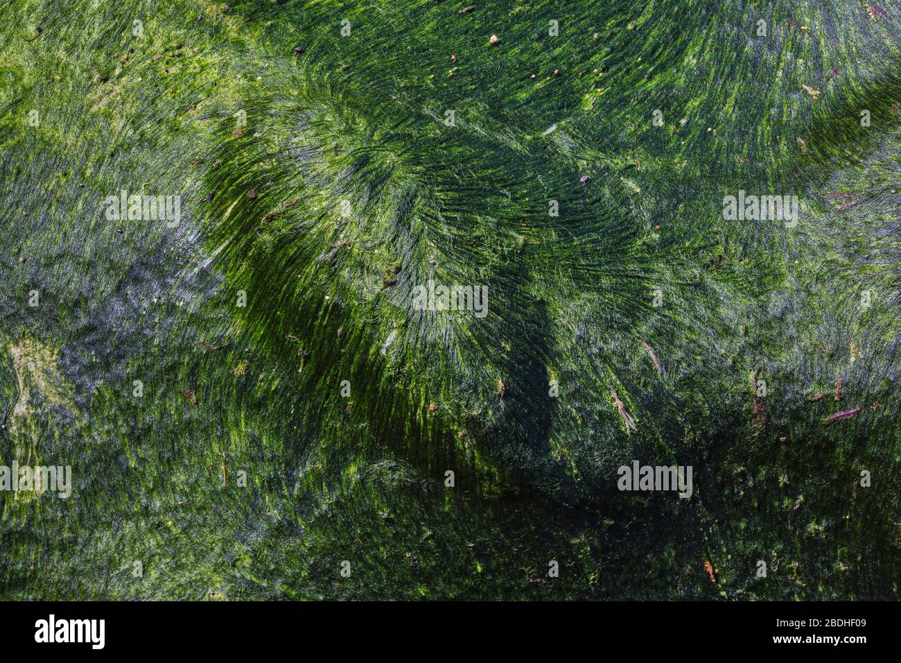 Grass Kelp, Ulva intestinalis, a green algae high in the intertidal ...