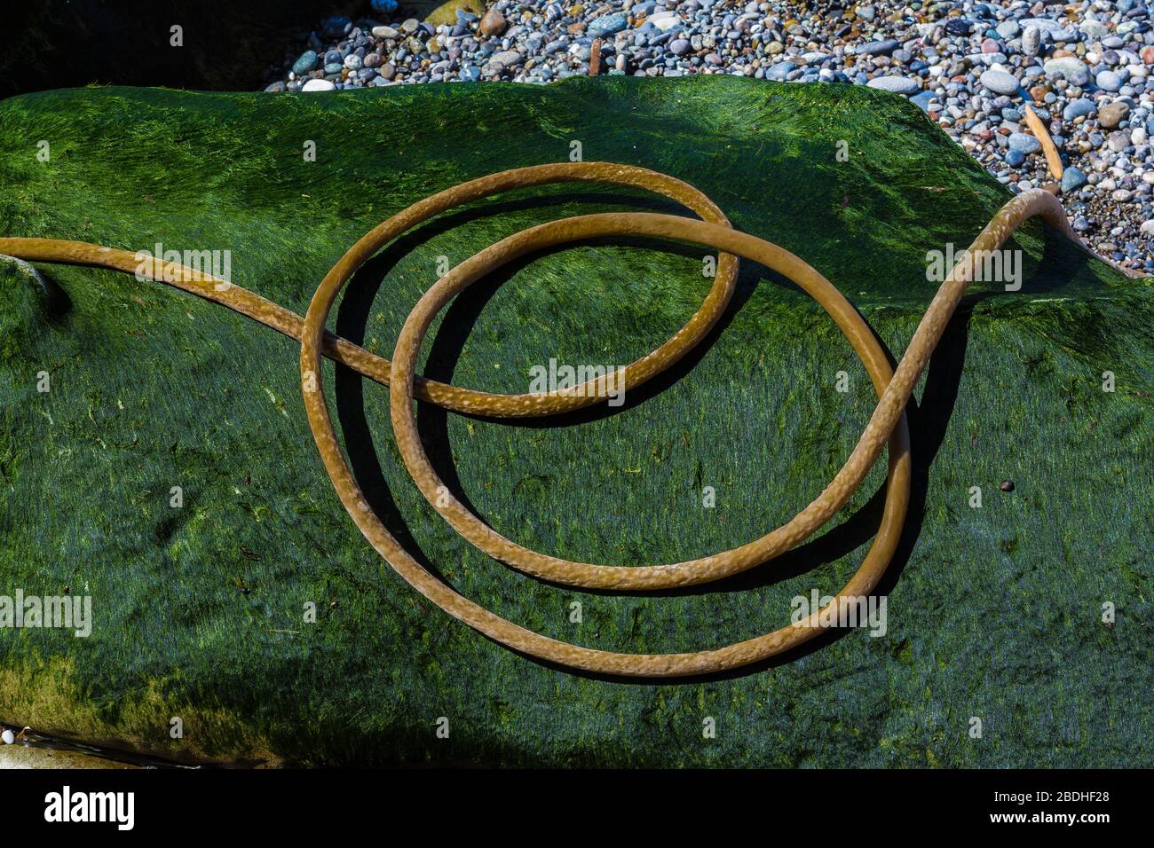 Bullwhip kelp nereocystis luetkeana hi-res stock photography and images ...