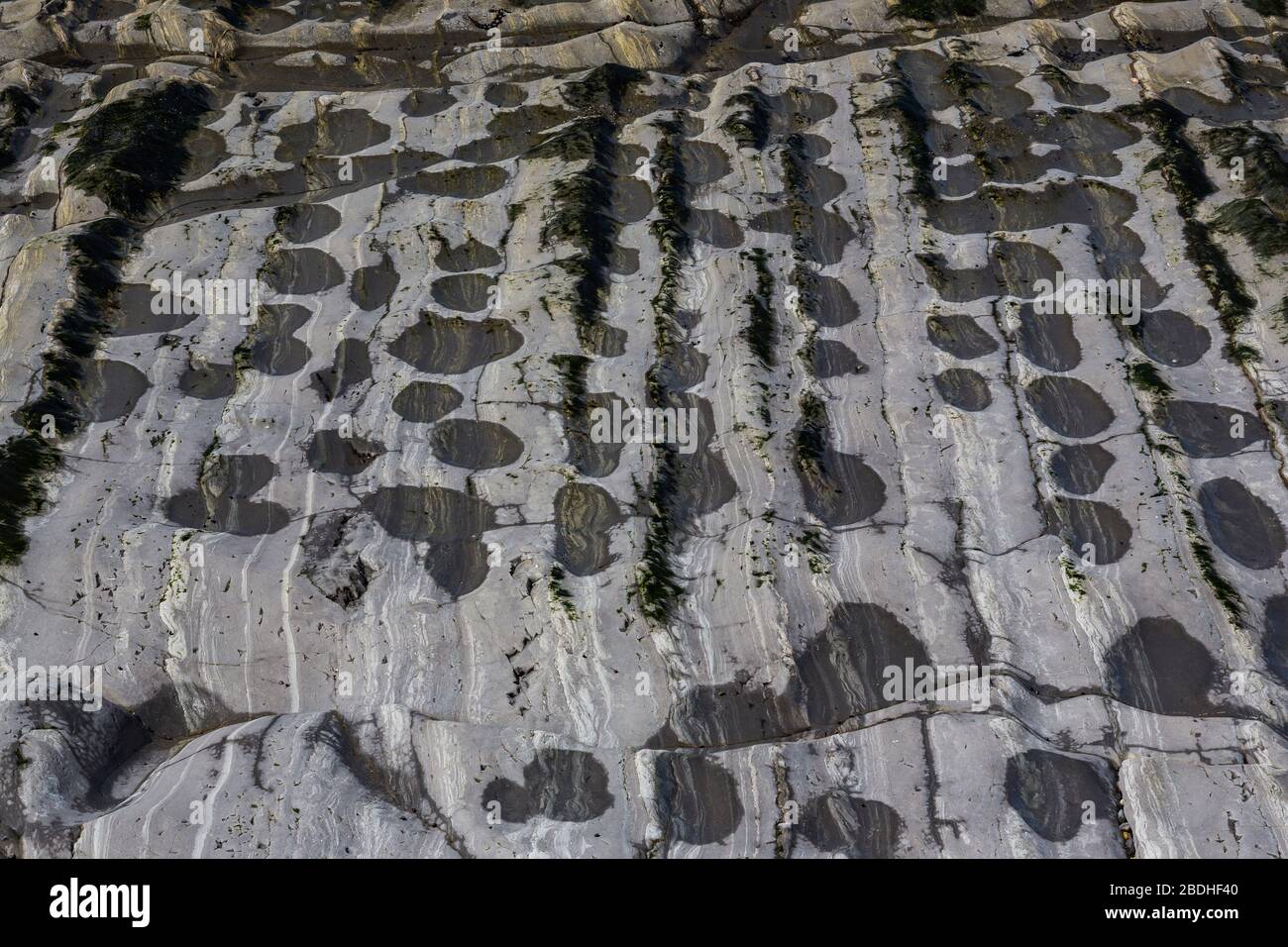 Damp spots along parallel lines of rock revealed at low tide on Rialto ...