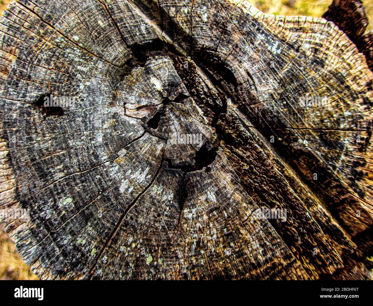 Cut tree trunk to see the texture of the wood Stock Photo - Alamy