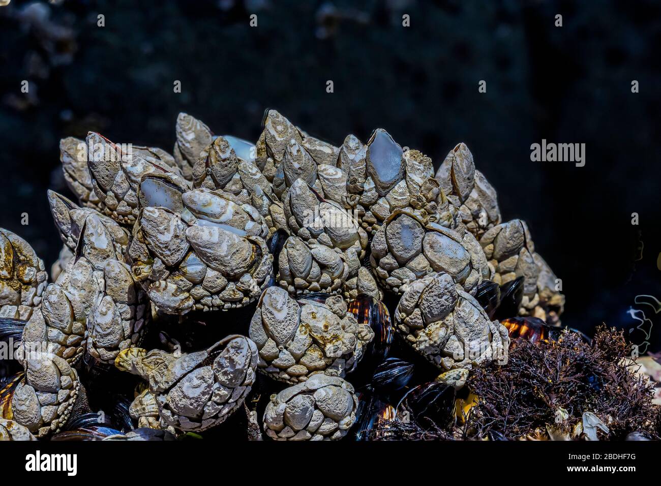Leaf Barnacles, Pollicipes polymerus, growing in a cluster on rocky ...