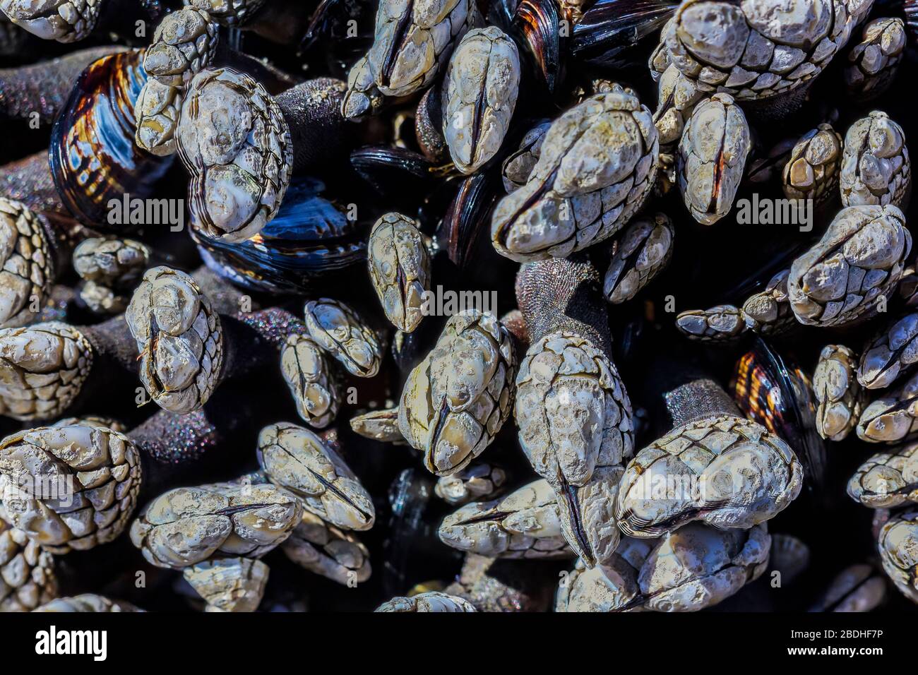 Leaf Barnacles, Pollicipes polymerus, growing in a cluster on rocky ...