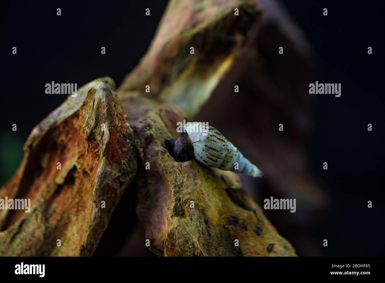 A large yellowfreshwater snail known as the Amazonian snail. In search ...