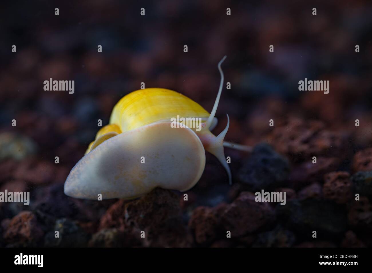 A large yellowfreshwater snail known as the Amazonian snail. In search ...