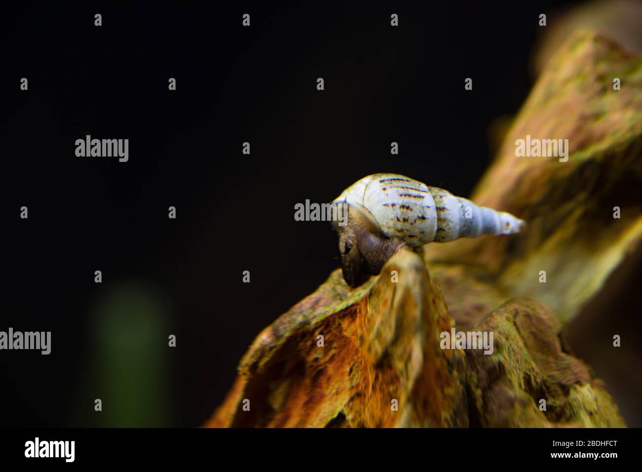 A large yellowfreshwater snail known as the Amazonian snail. In search ...