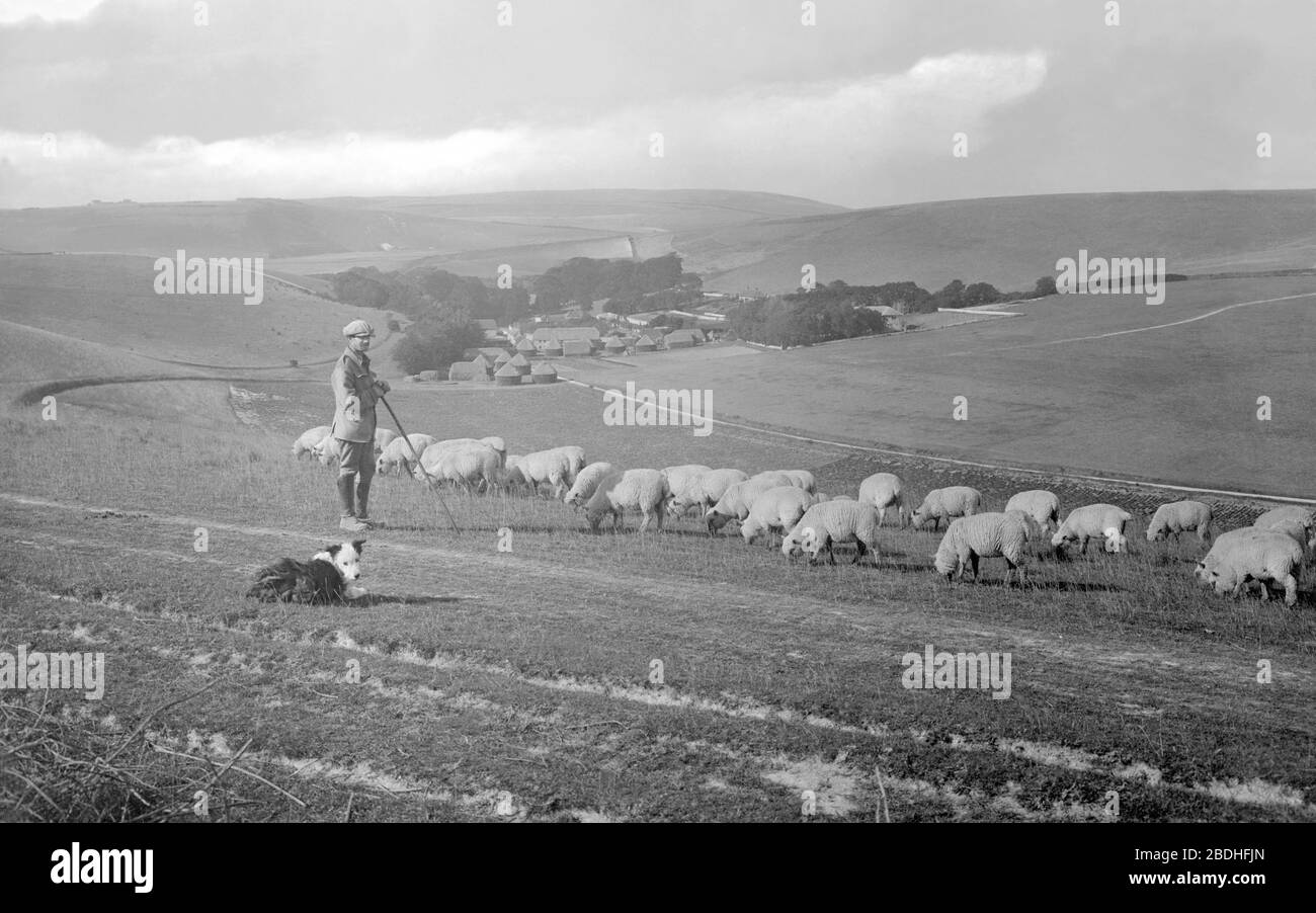 West Dean, Shepherd with his flock 1922 Stock Photo - Alamy