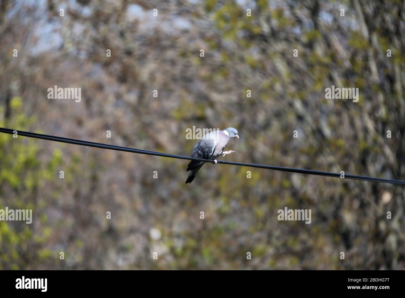 Columba palumbus aka common wood pigeon on blurred green background ...