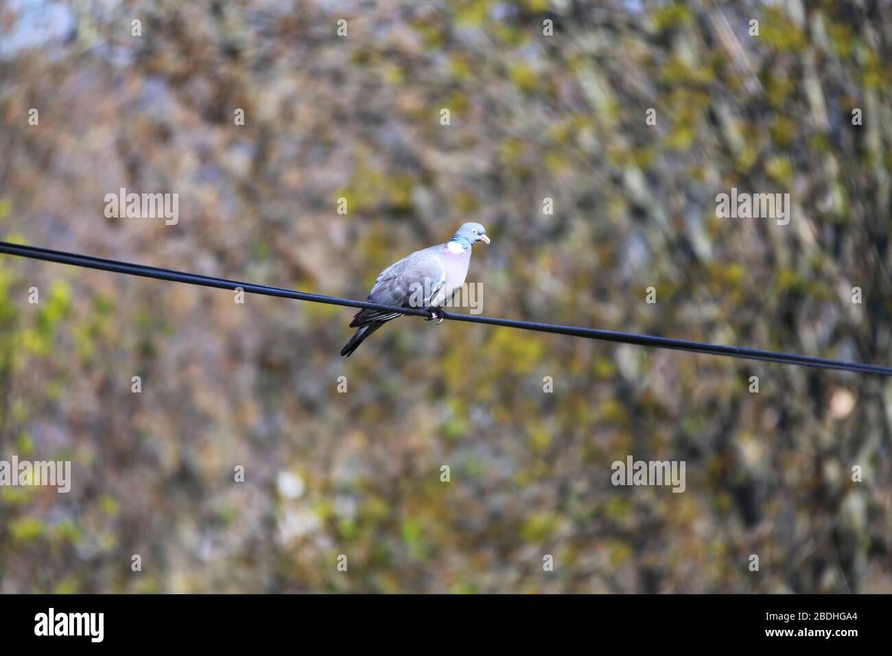 Columba palumbus aka common wood pigeon on blurred green background ...