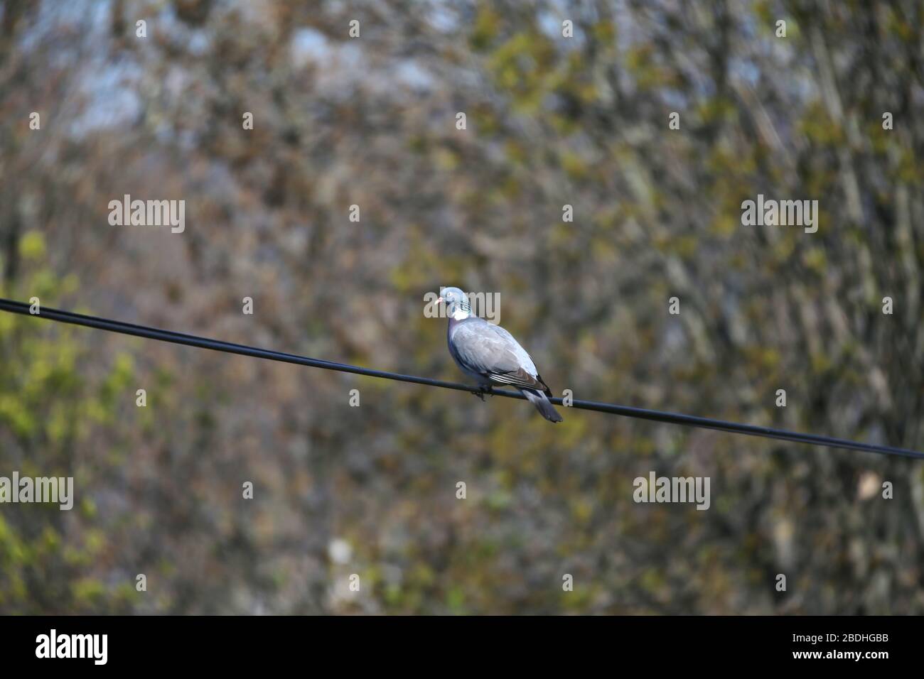 Columba palumbus aka common wood pigeon on blurred green background ...