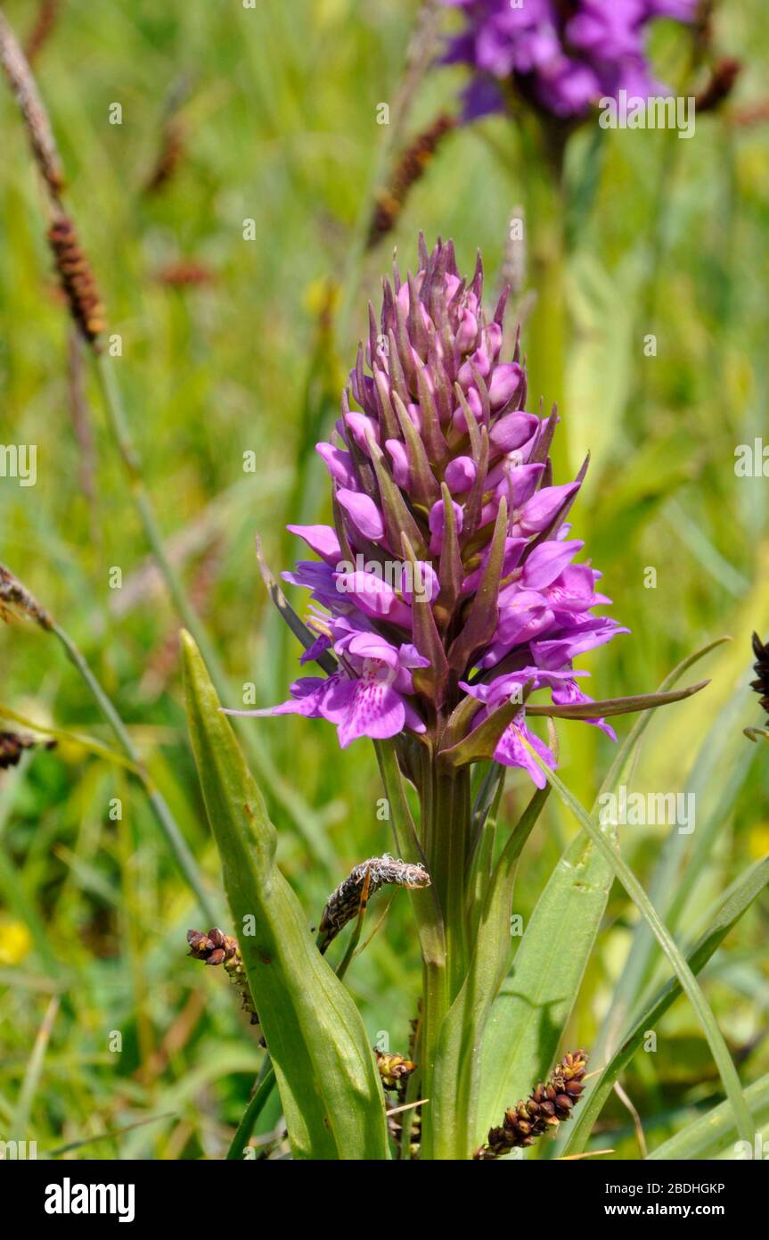 Southern Marsh Orchid "Dactylorhiza praetermissa",flowers June,just ...