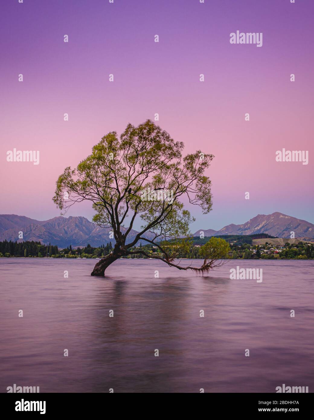 That wanaka tree hi-res stock photography and images - Alamy