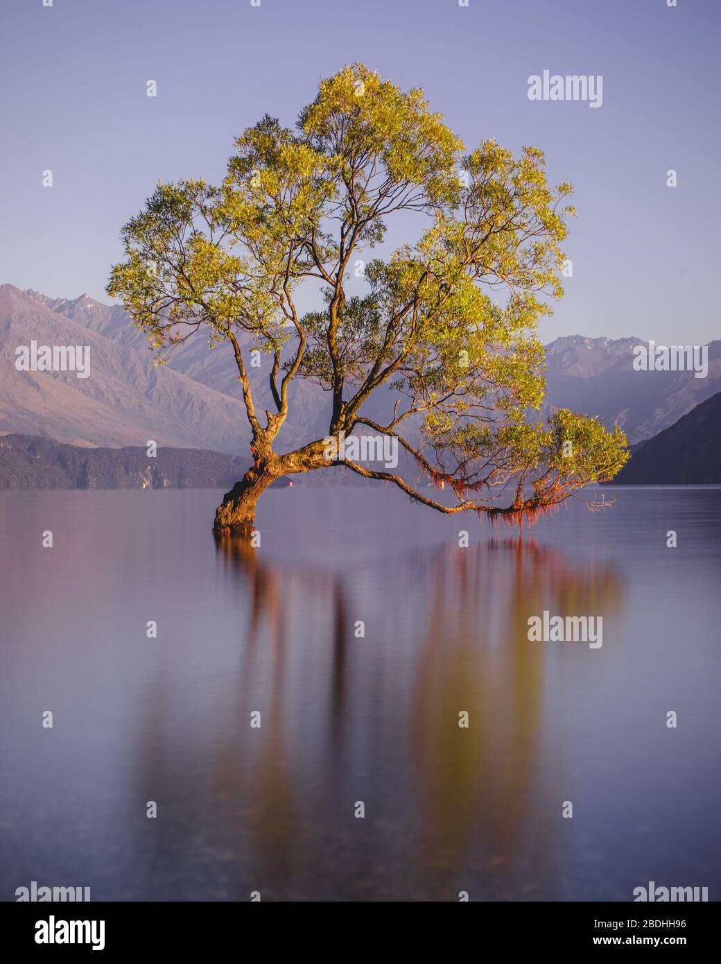 Wanaka tree hi-res stock photography and images - Alamy
