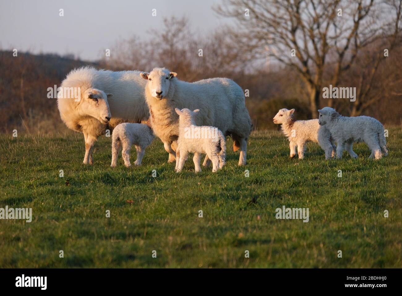 Mother sheep (ewe) and cute baby lambs Stock Photo - Alamy