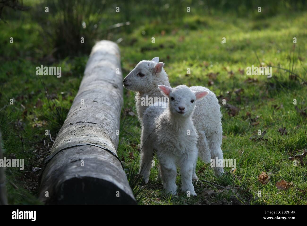 Spring time: Two very cute and curious Welsh lambs Stock Photo - Alamy