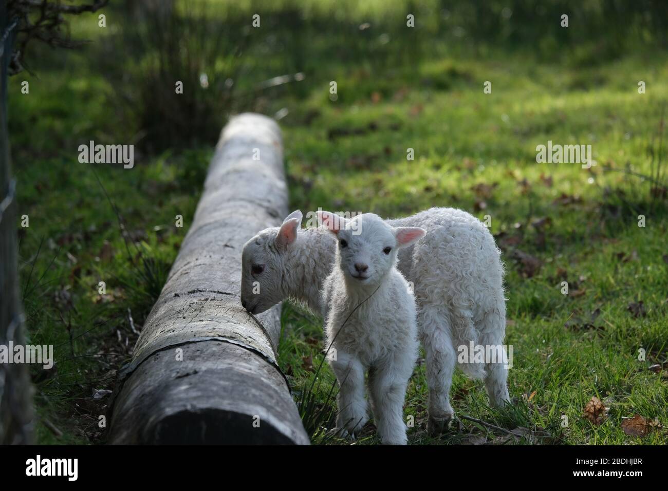Spring time: Two very cute and curious Welsh lambs Stock Photo - Alamy