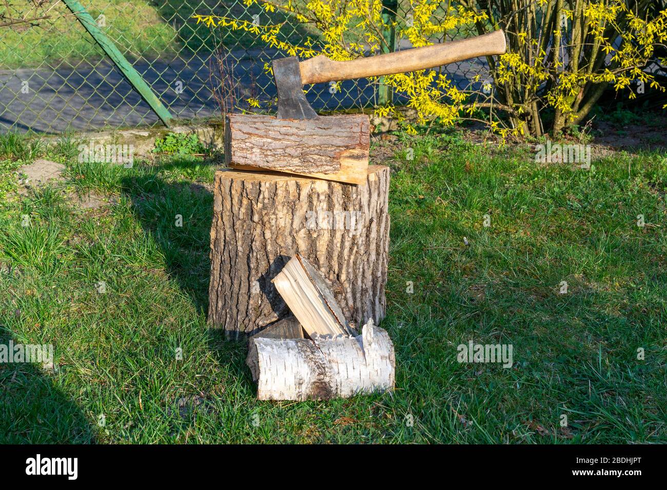 Chopping a tree to smoke with an ax Stock Photo - Alamy