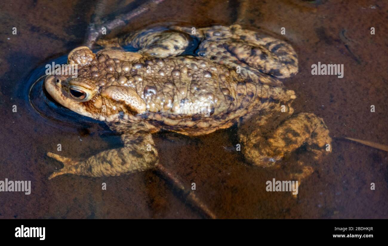 Common ore European toad in early spring Stock Photo - Alamy