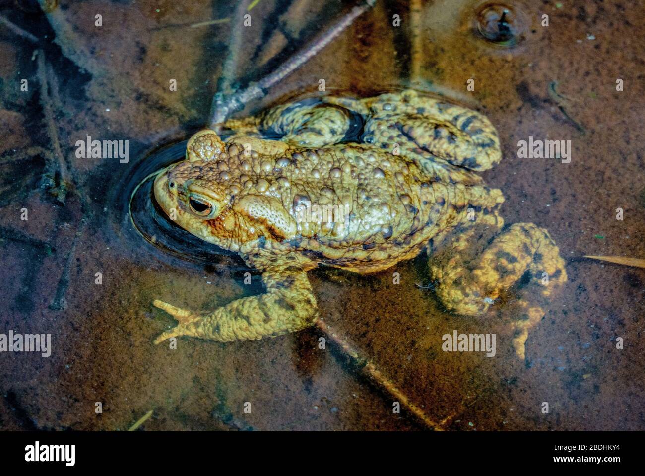 Common ore European toad in early spring Stock Photo - Alamy