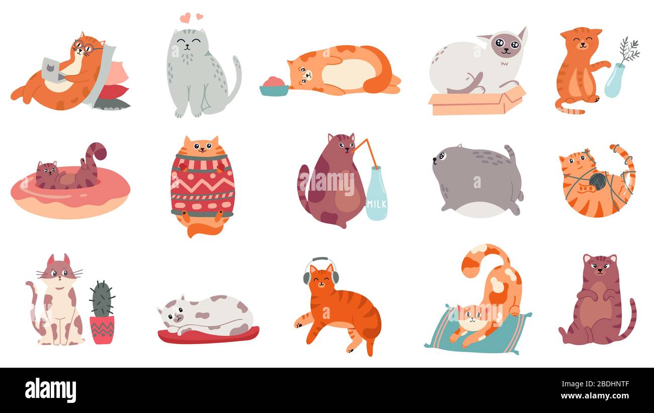Cute cats. Funny cat in box, adorable sleeping kitty and fat cat in ...