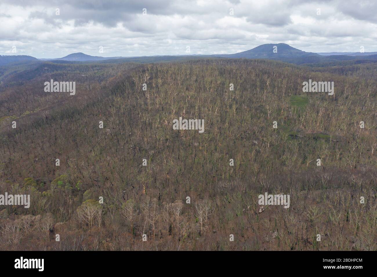 A forest burnt by bush fire in Australia beginning to regenerate Stock ...