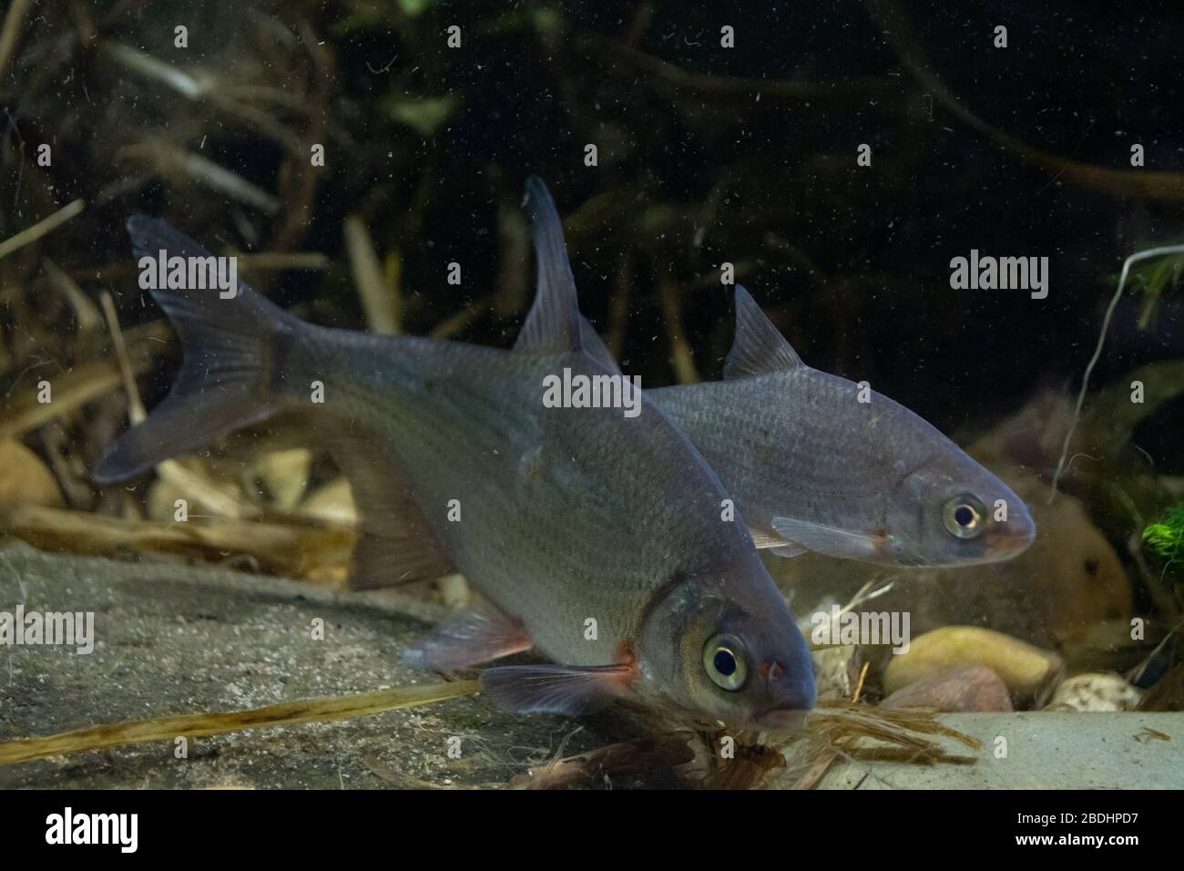 Silver bream blicca bjoerkna hi-res stock photography and images - Alamy