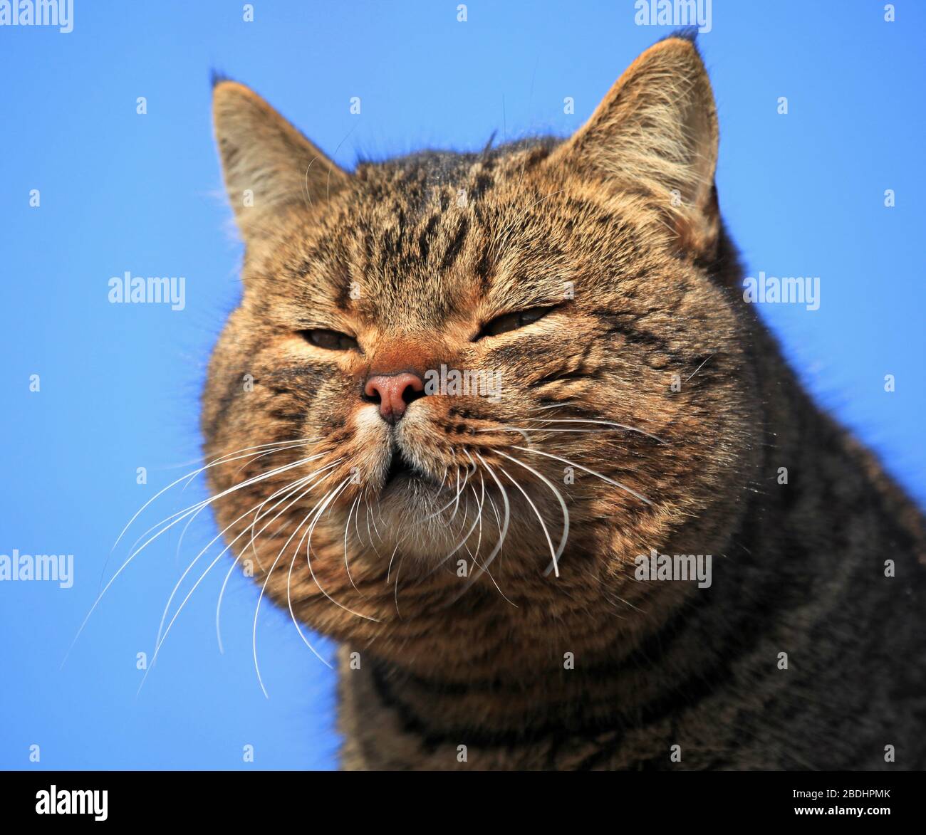 Сhinese cat. Fat, narrow-eyed сat with thick cheeks and dense wool is ...