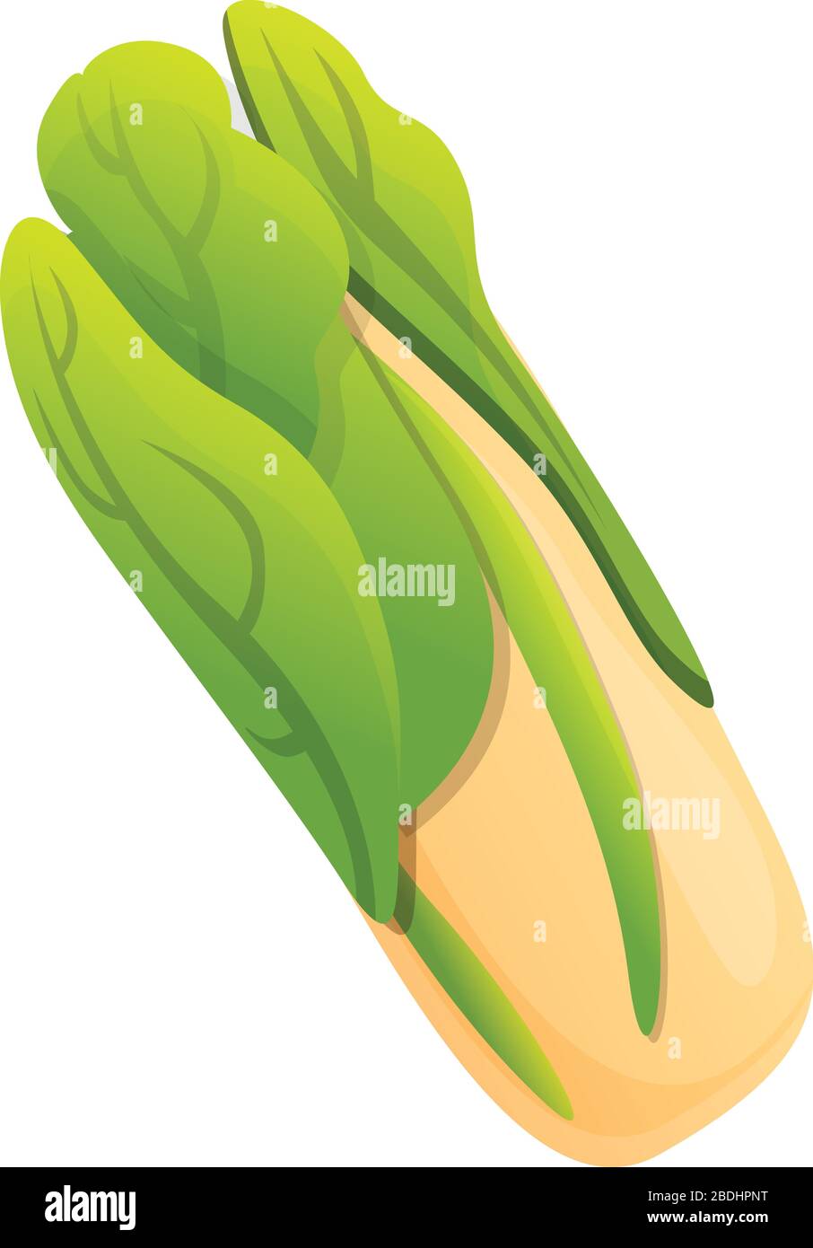 Chinese cabbage icon. Cartoon of chinese cabbage vector icon for web ...