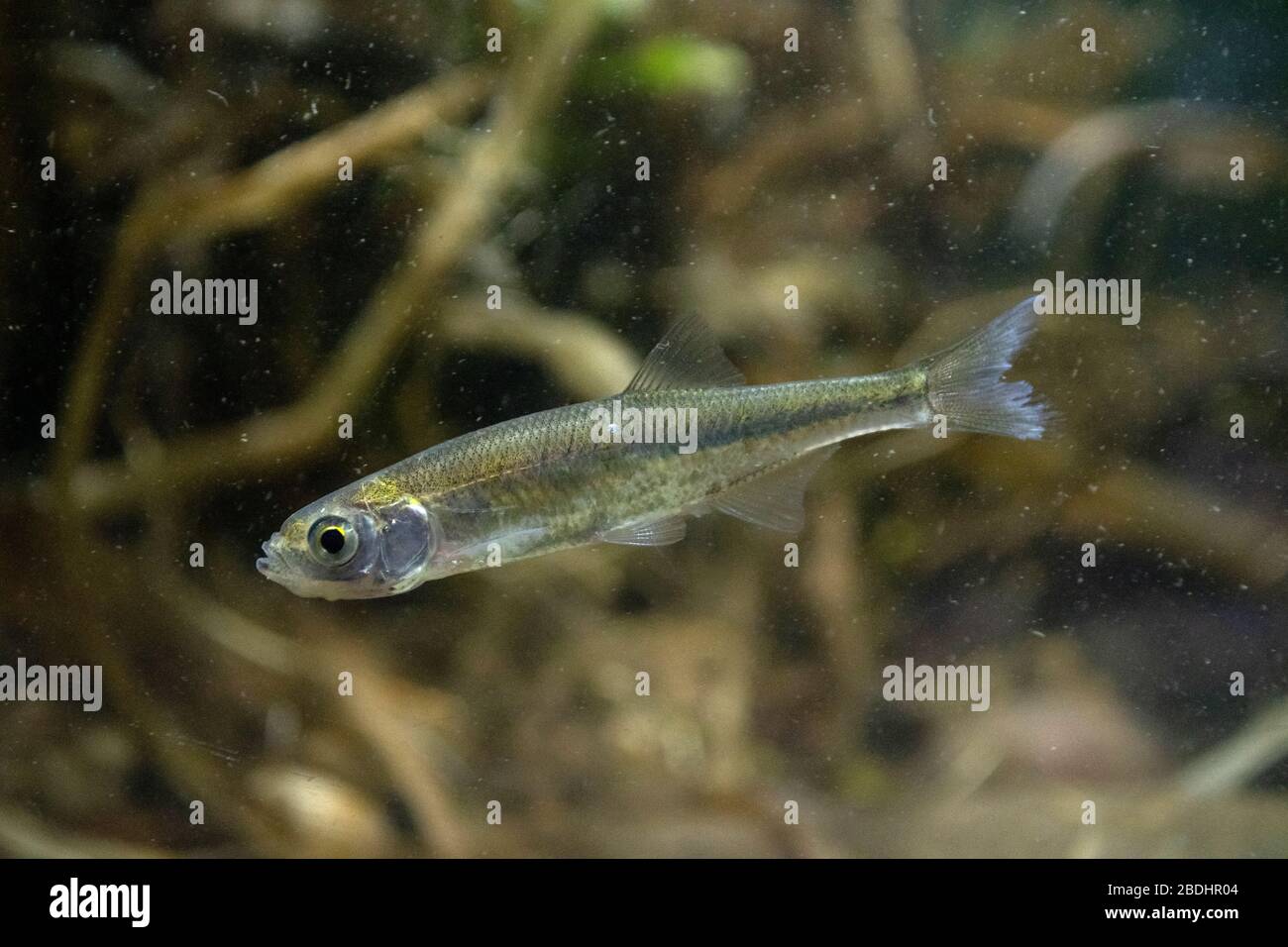 Leucaspius delineatus hi-res stock photography and images - Alamy